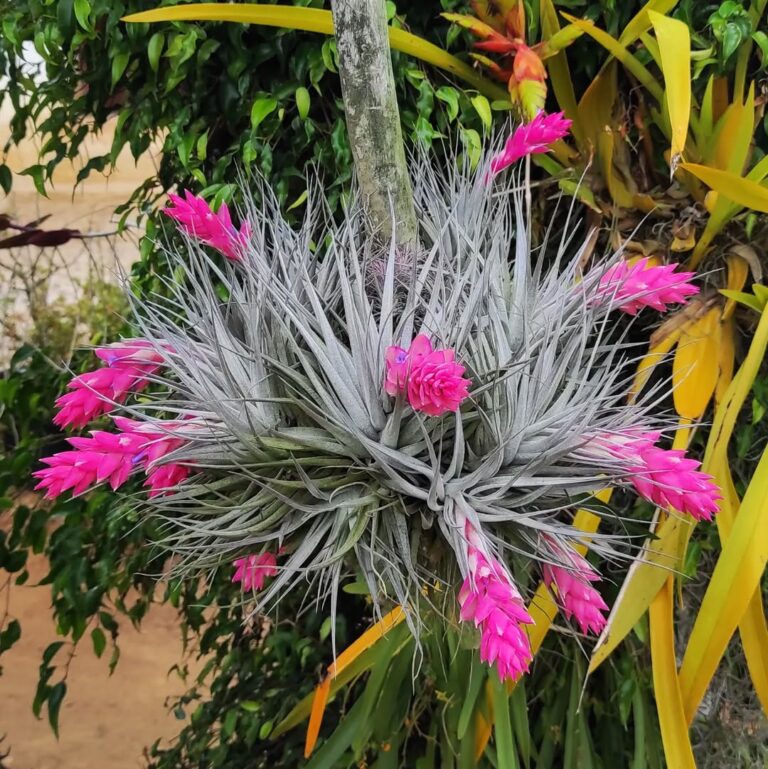 50 Xeric Air Plants That Thrive Without Soil & Water | Houseplant Alley