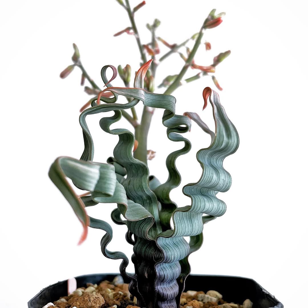 10 Rare Succulents That Will Impress Any Collector | Houseplant Alley