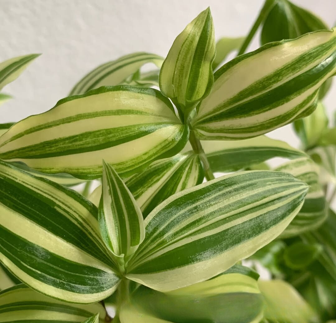 60 Stunning Tradescantia Plants With Names and Pictures | Houseplant Alley