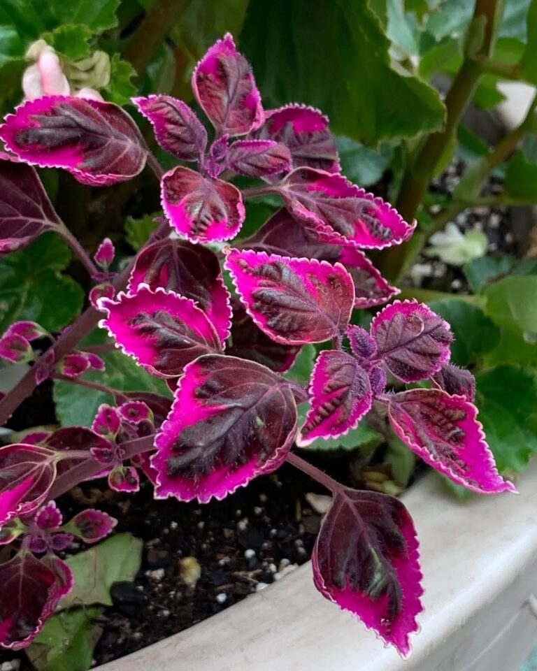 30 Best Indoor Coleus Varieties With Names and Pictures | Houseplant Alley