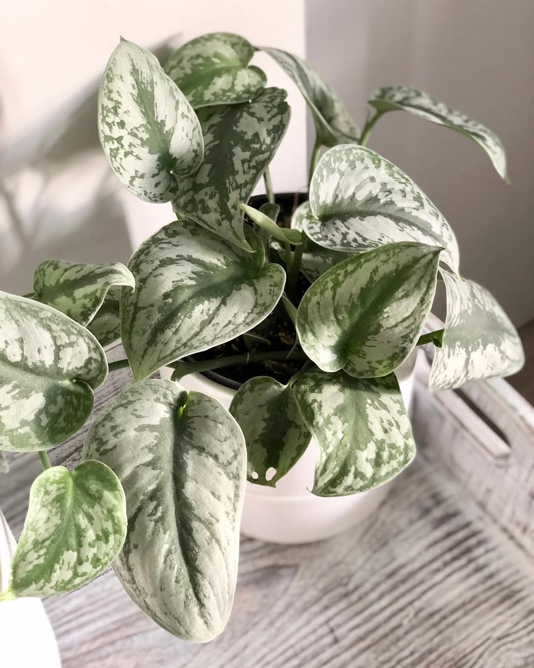 15 Best Types of Pothos to Grow Indoors | Houseplant Alley
