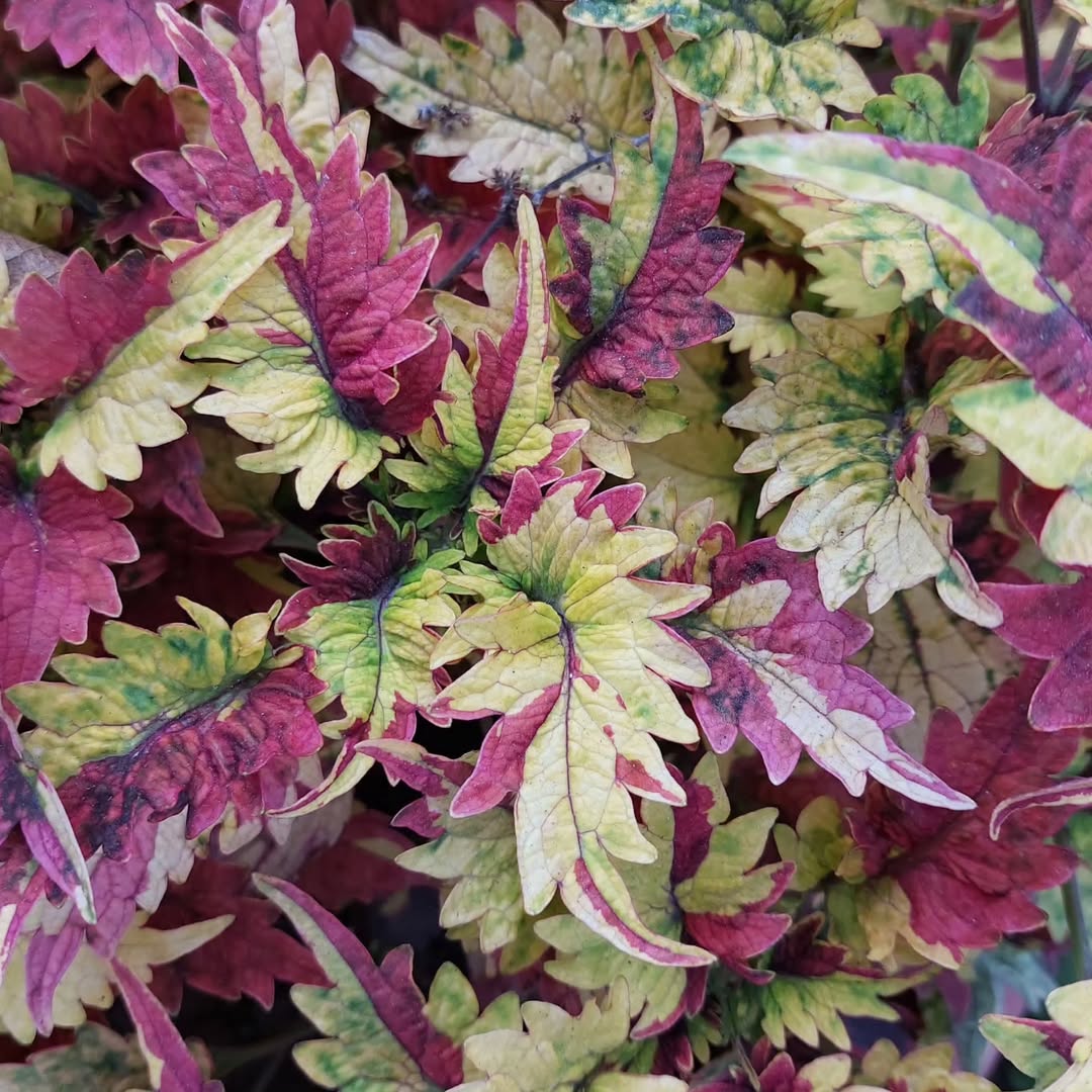 30 Best Indoor Coleus Varieties With Names and Pictures | Houseplant Alley