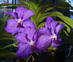 15 Orchid Types for Beginners & Experts | Houseplant Alley