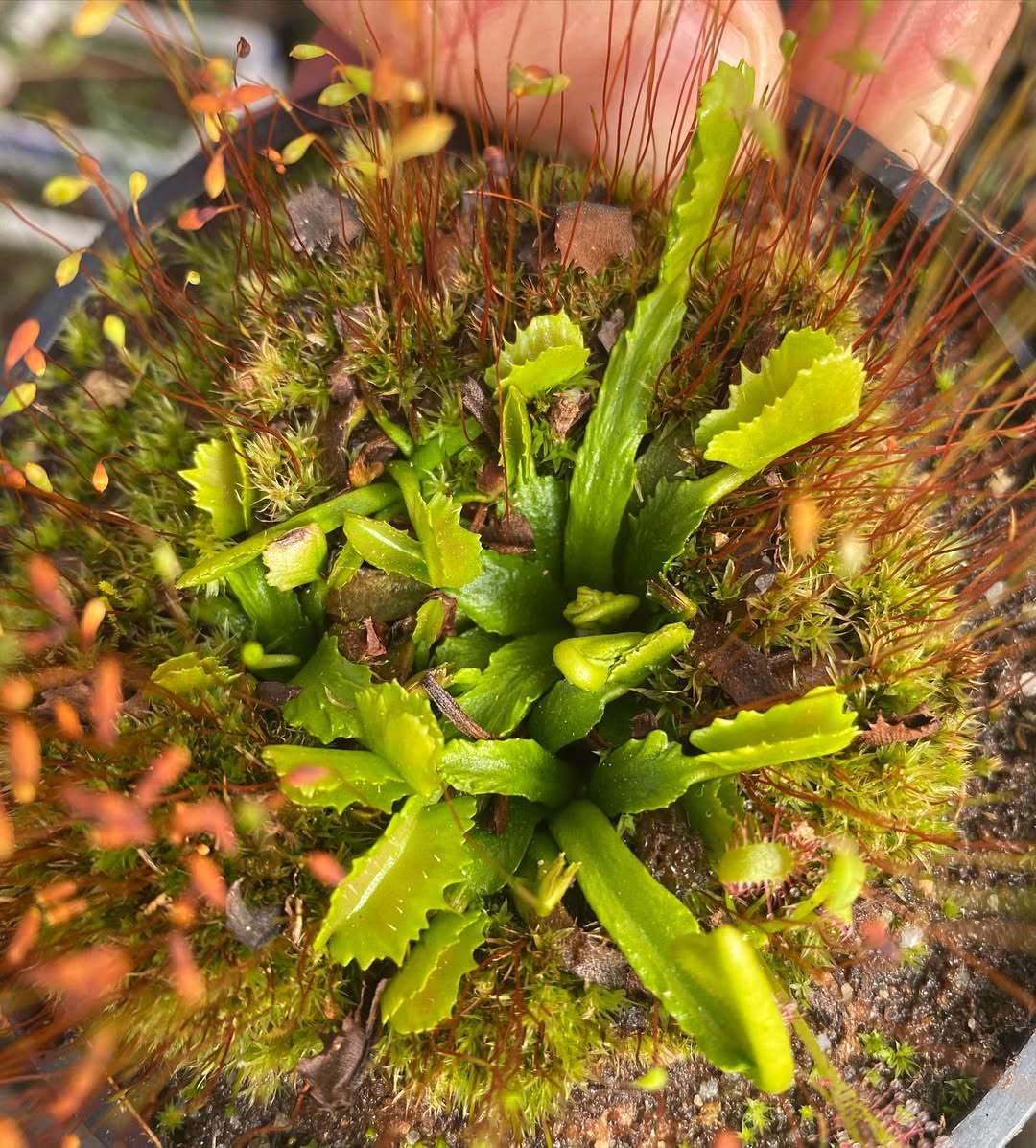 33 Amazing Venus Flytrap Varieties and How to Care for Them | Houseplant Alley