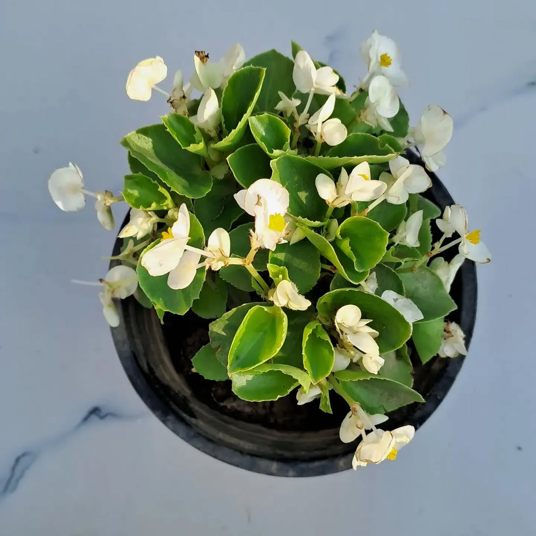 15 Beautiful Begonia Varieties That Bloom Indoors | Houseplant Alley