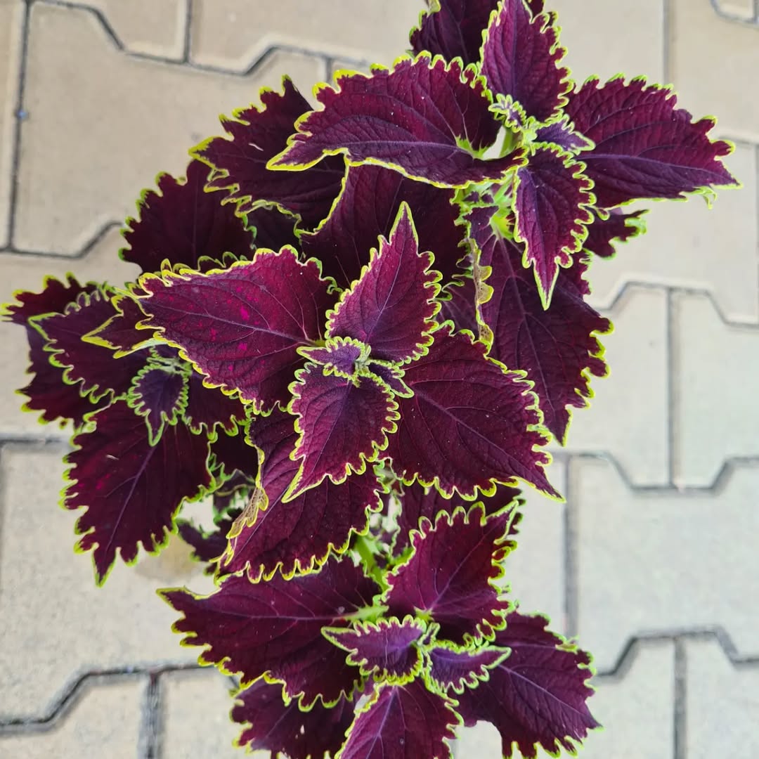 30 Best Indoor Coleus Varieties With Names and Pictures | Houseplant Alley