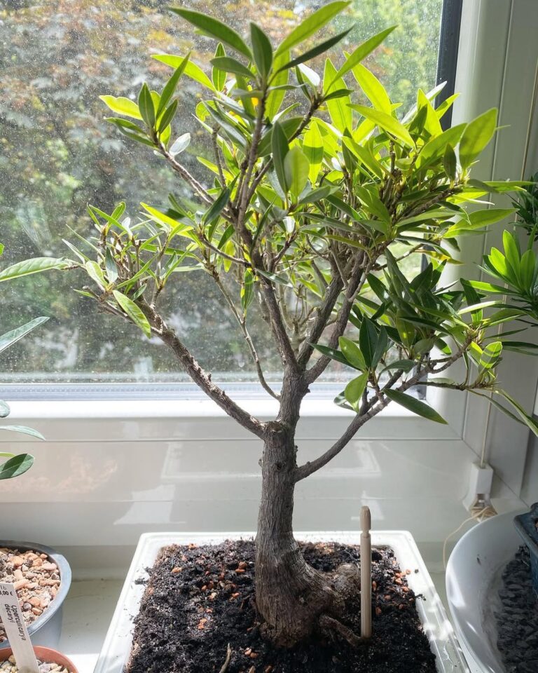 11 Tiny Ficus Trees That Fit Small Spaces | Houseplant Alley