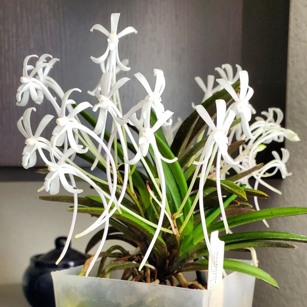 White Orchids: Decorating and Caring for These Timeless Beauties ...