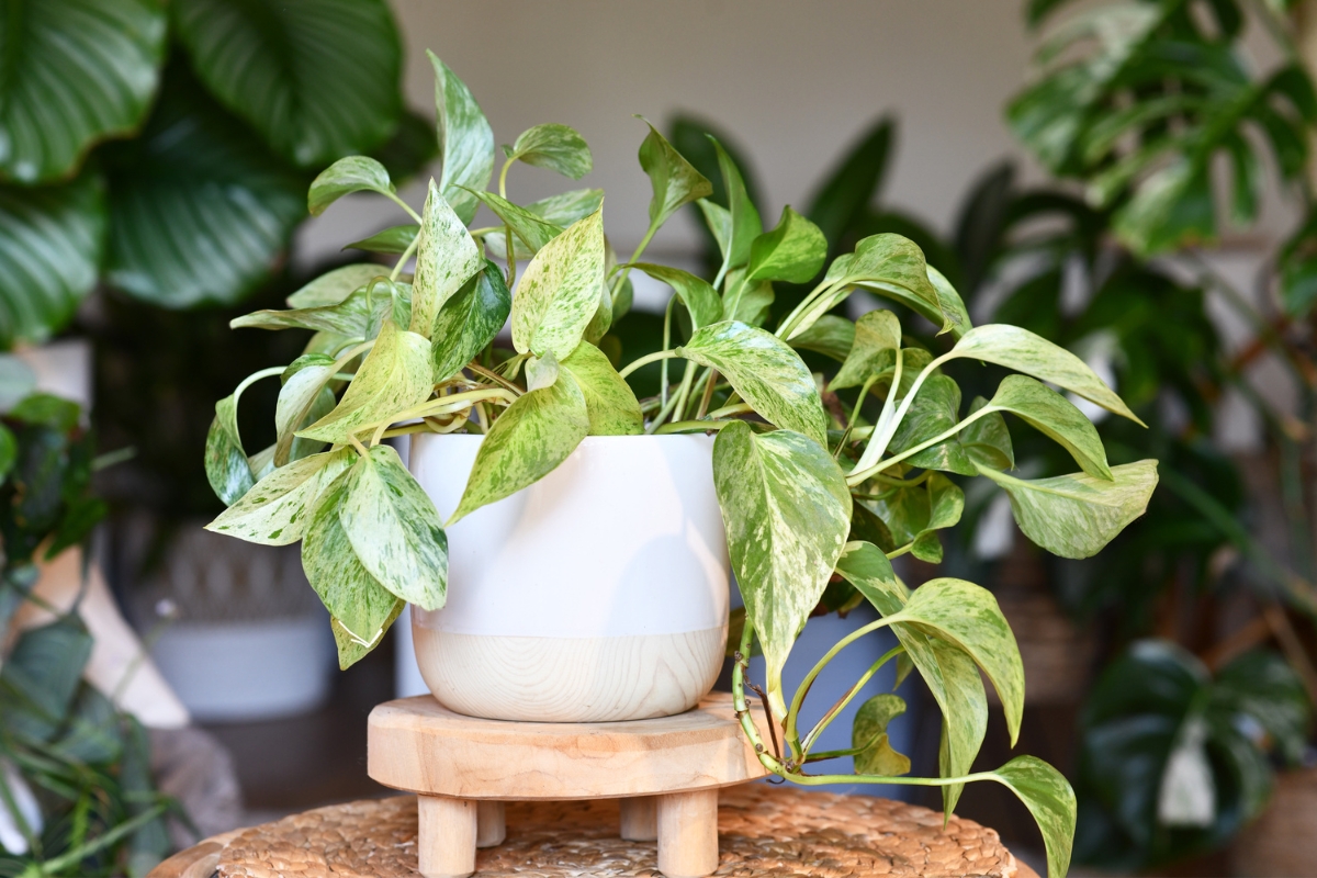 10 Affordable Options for Stunning Indoor Trailing Plants | Houseplant ...
