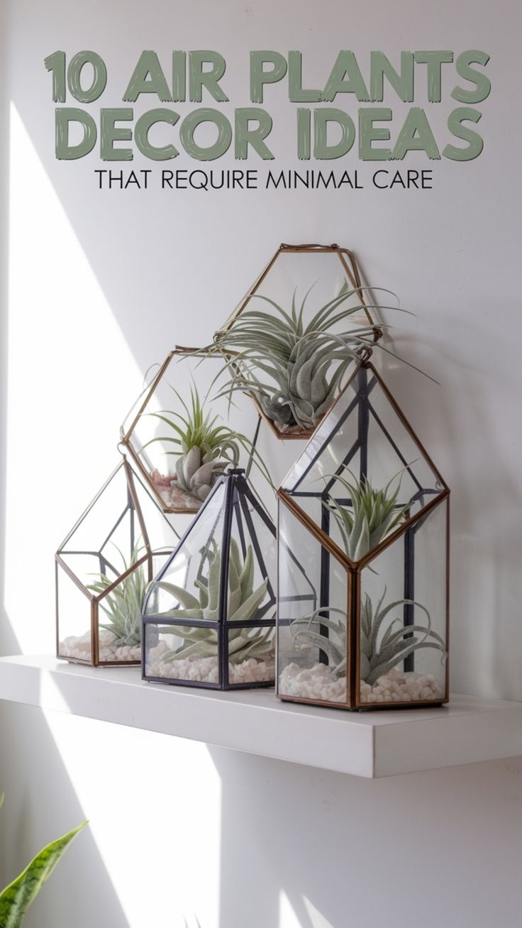 10 Air Plants Decor Ideas That Require Minimal Care | Houseplant Alley