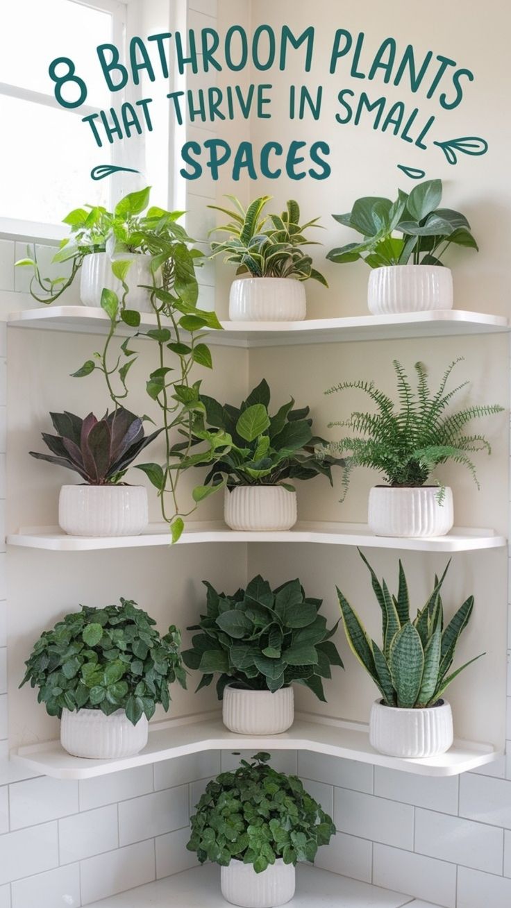 8 Bathroom Plants That Thrive in Small Spaces | Houseplant Alley