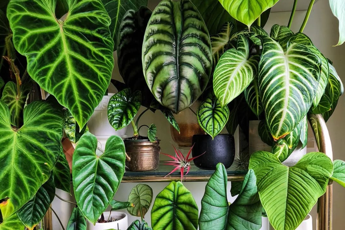 15 Best Aroid Plants That Flourish Indoors | Houseplant Alley