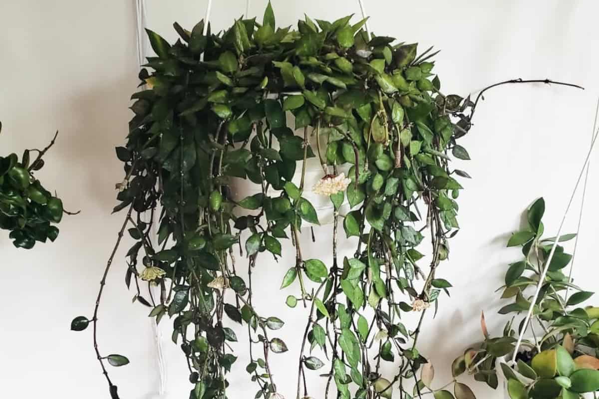 15 Top Hoya Plants That Look Amazing in Hanging Pots | Houseplant Alley
