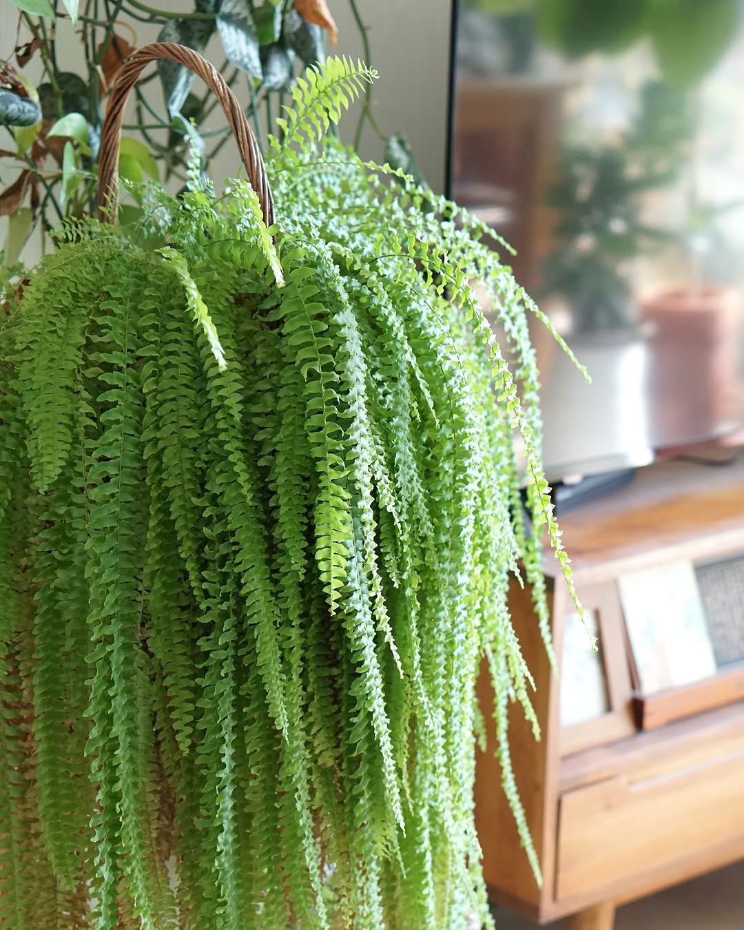 15 Super Fast-Growing Houseplants for Instant Greenery | Houseplant Alley