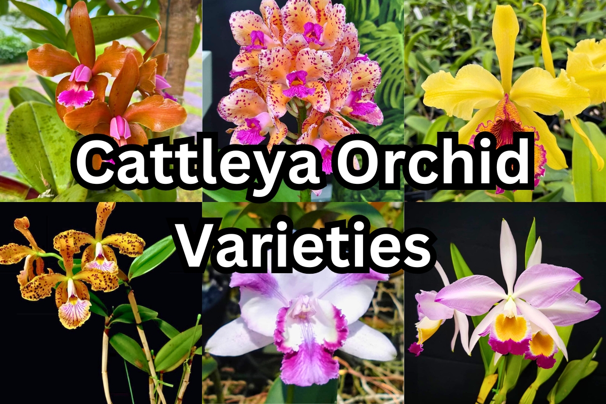 Cattleya Orchid: A Complete Guide to the Queen of Orchids | Houseplant ...