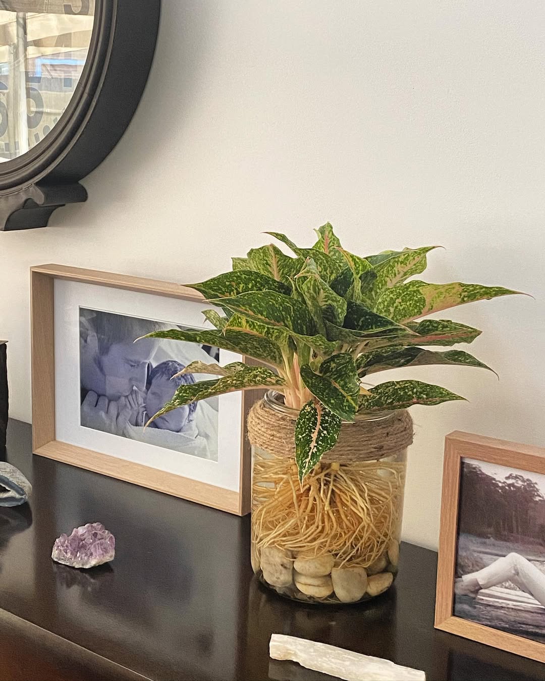 28 Stunning Plants That You Can Grow in Water Indoors | Houseplant Alley