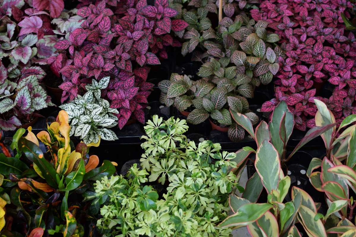 15 Houseplants With Stunning Colors to Brighten Your Home | Houseplant ...