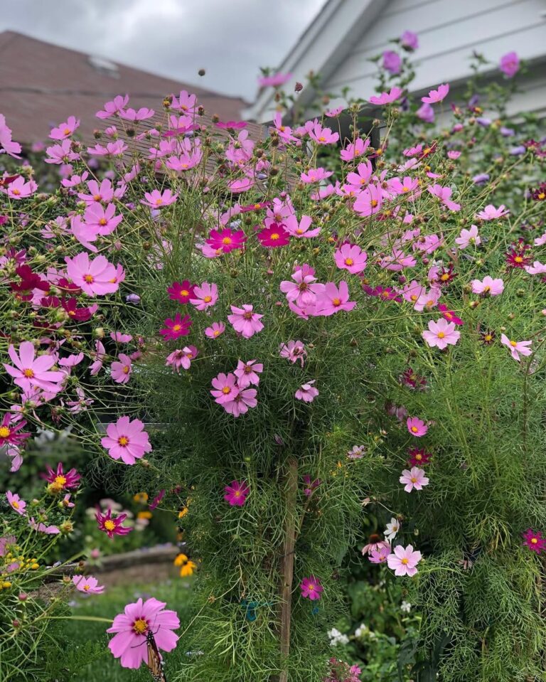 15 Easy Flowering Plants for Beginners | Houseplant Alley