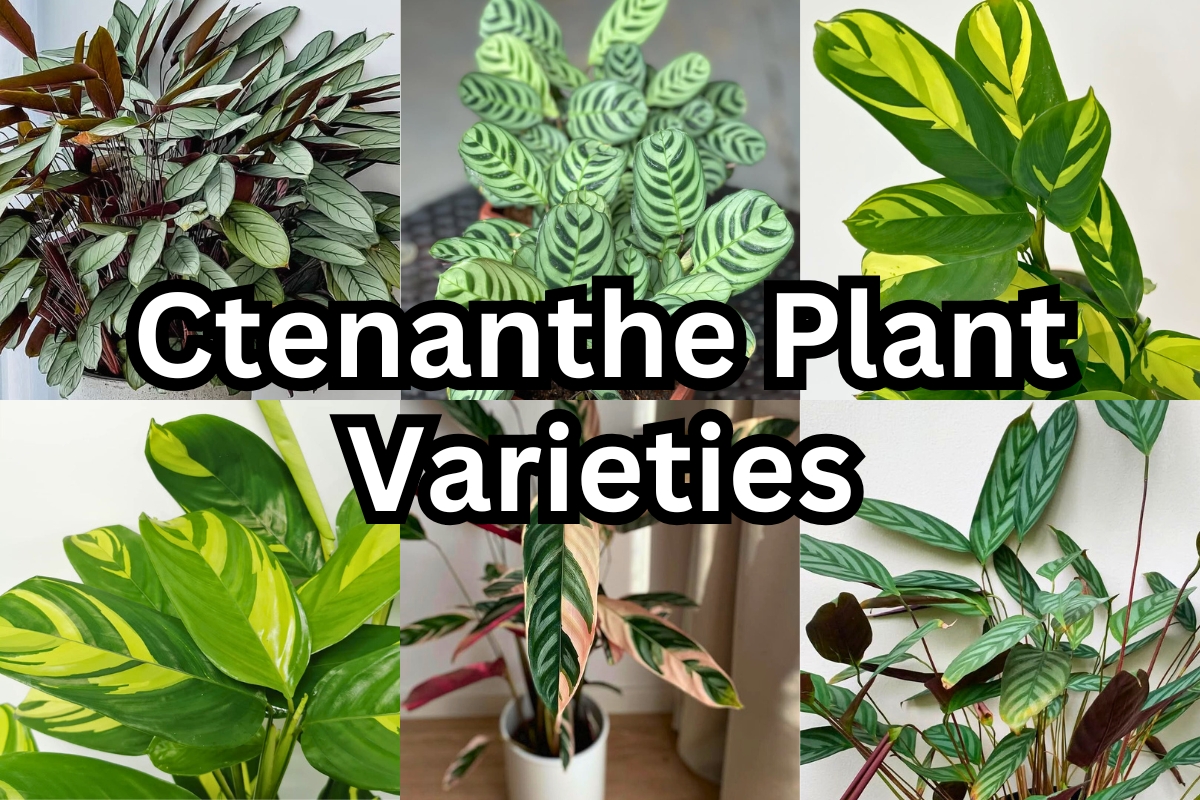 9 Ctenanthe Plants With Pictures (Ultimate Care and Propagation Guide ...