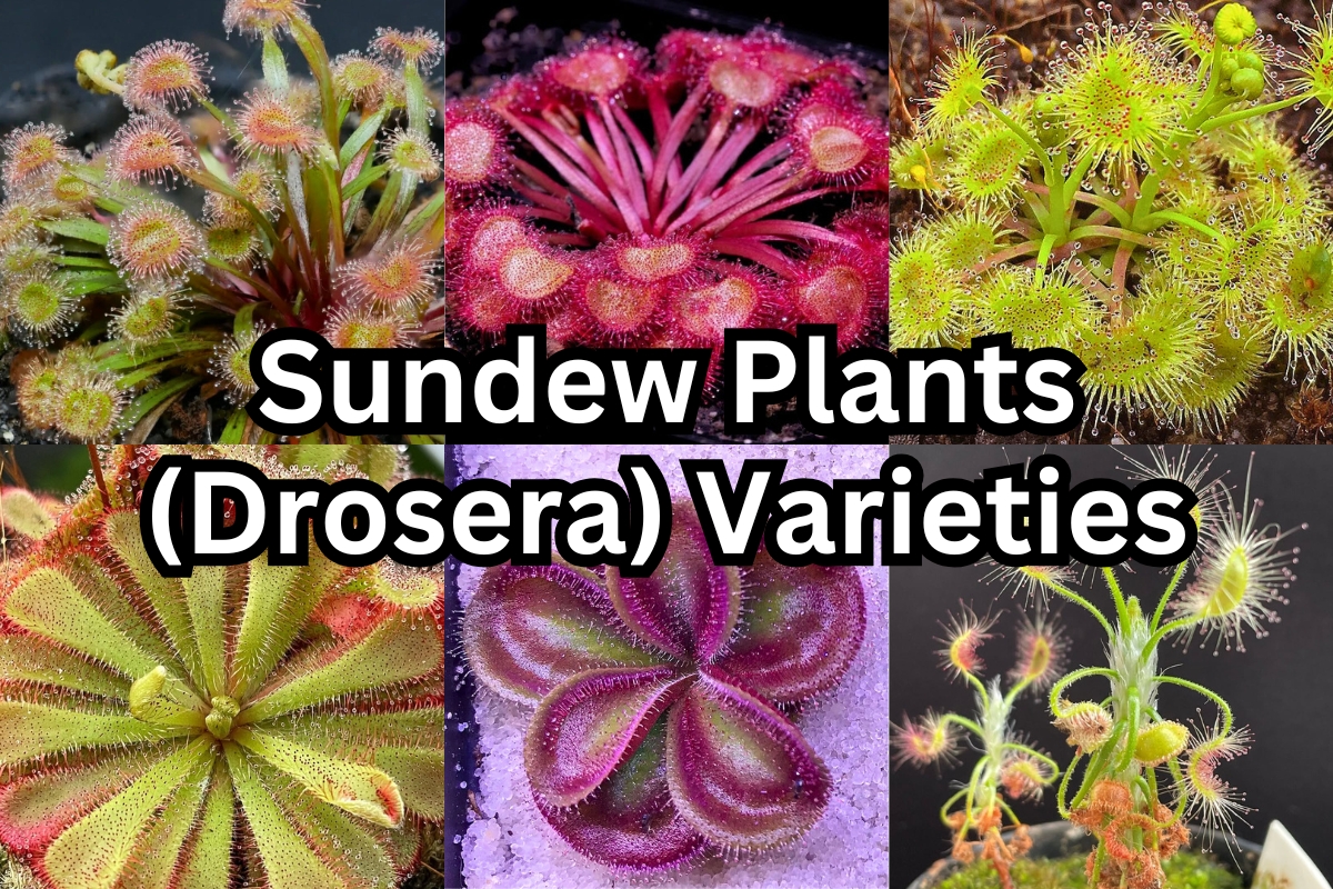25 Types of Sundew Plants That Trap Bugs | Houseplant Alley