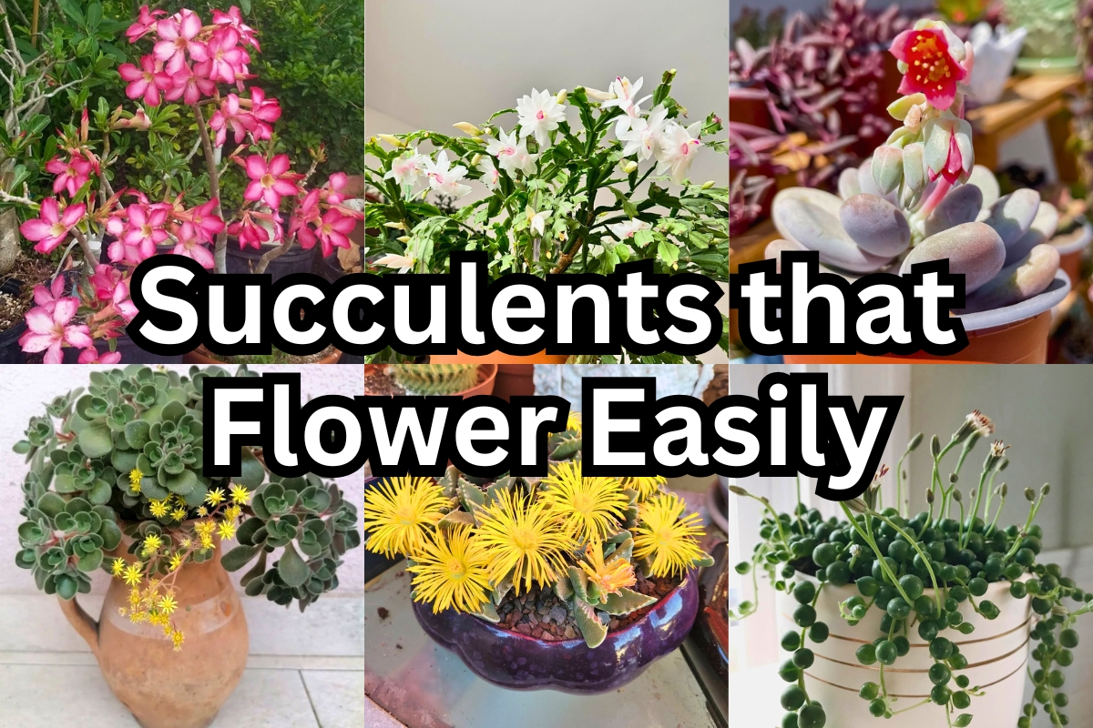 20 Popular Flowering Succulents With Names and Pictures | Houseplant Alley