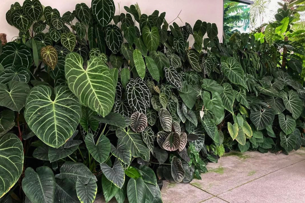 15 Exotic Aroid Plants That Will Elevate Your Collection | Houseplant Alley