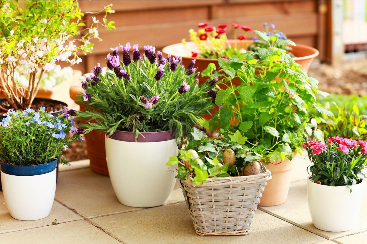 15 Speedy Flowering Plants That Grow Fast Indoors | Houseplant Alley