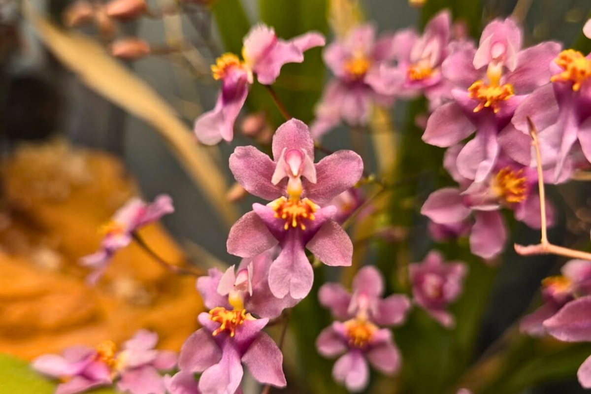 Fertilizing Tips to Keep Oncidium Orchids Blooming Bright | Houseplant ...
