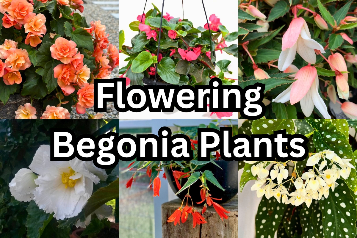 15 Beautiful Begonia Varieties That Bloom Indoors | Houseplant Alley