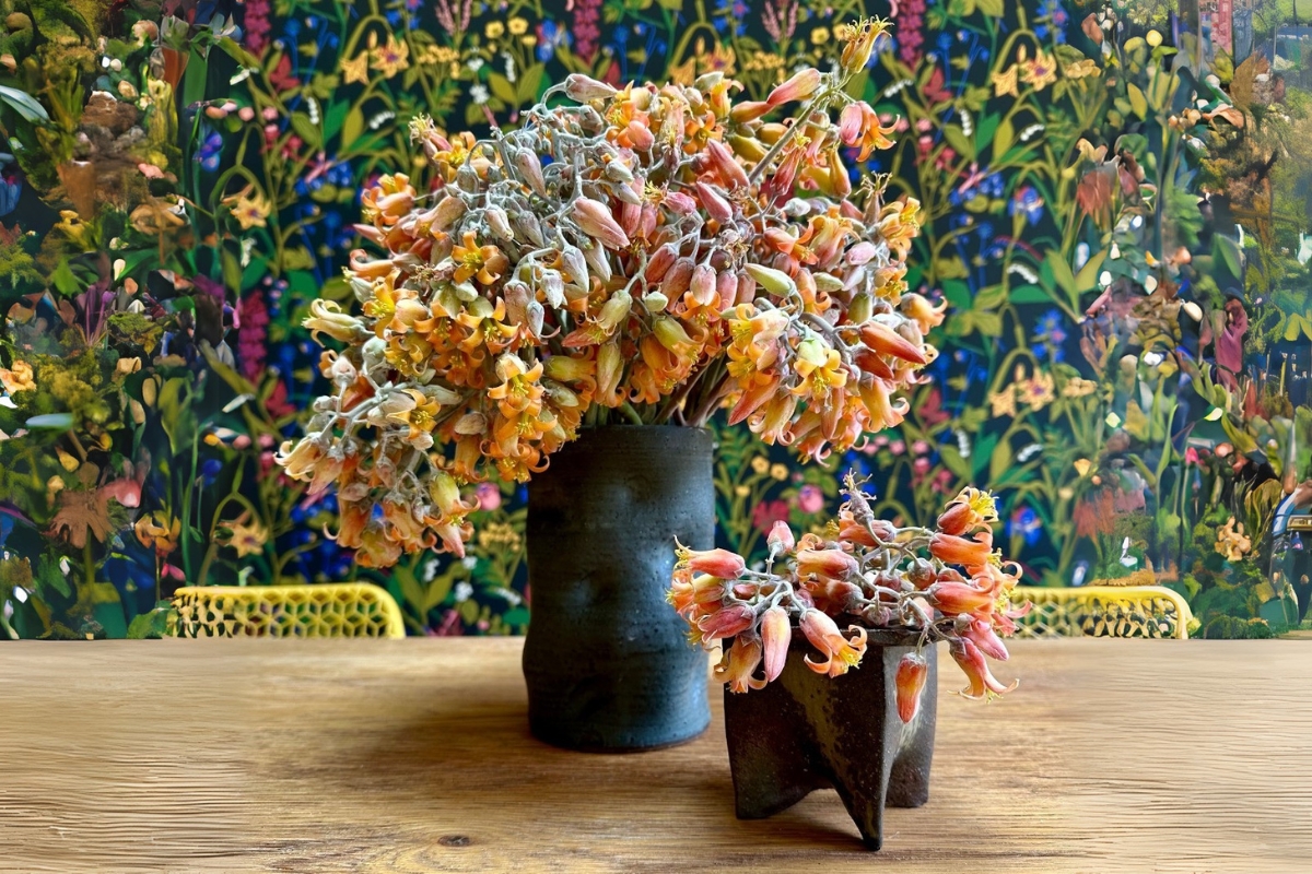 20 Flowering Succulents That Surprise You With Blooms | Houseplant Alley