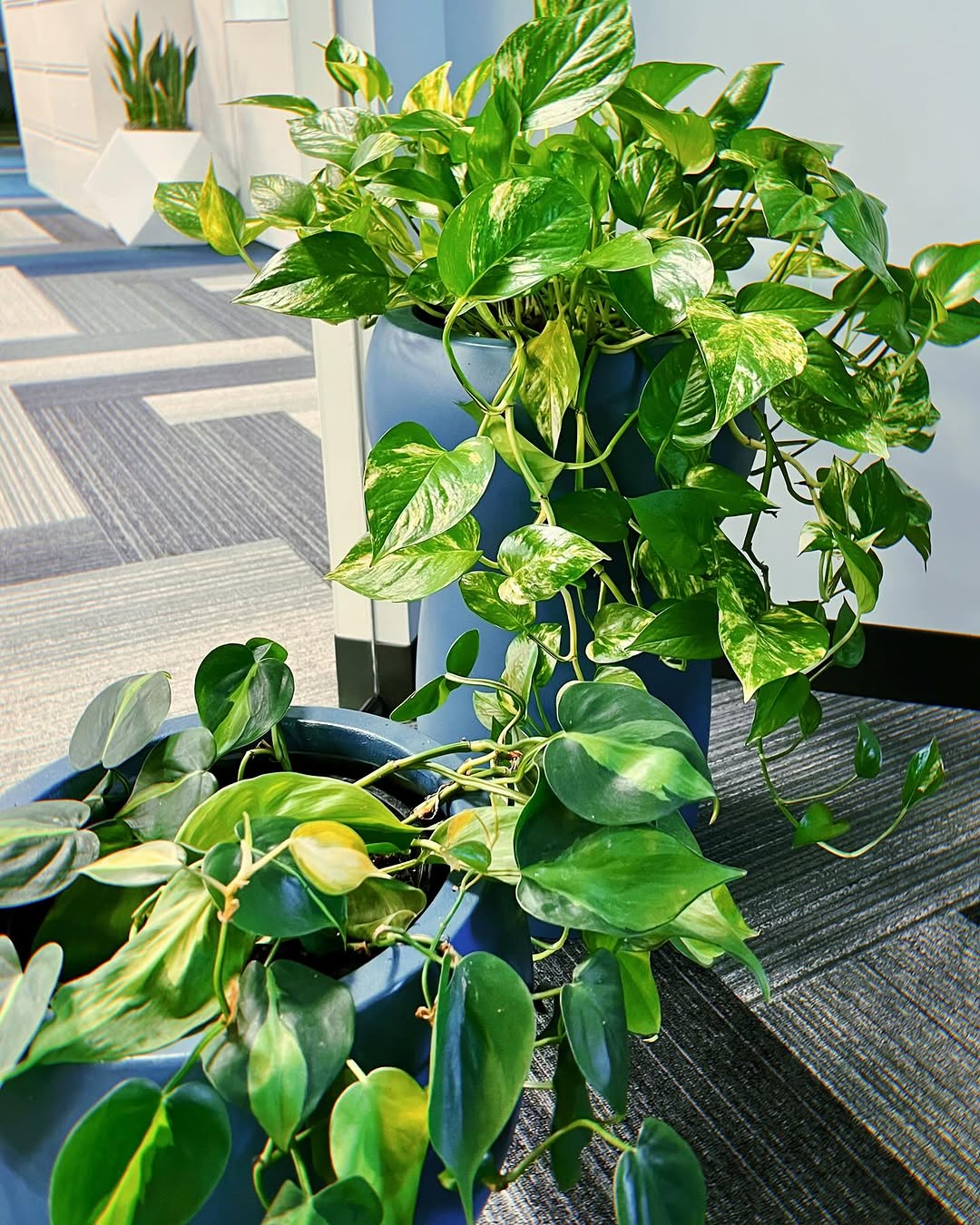 15 Super Fast-Growing Houseplants for Instant Greenery | Houseplant Alley