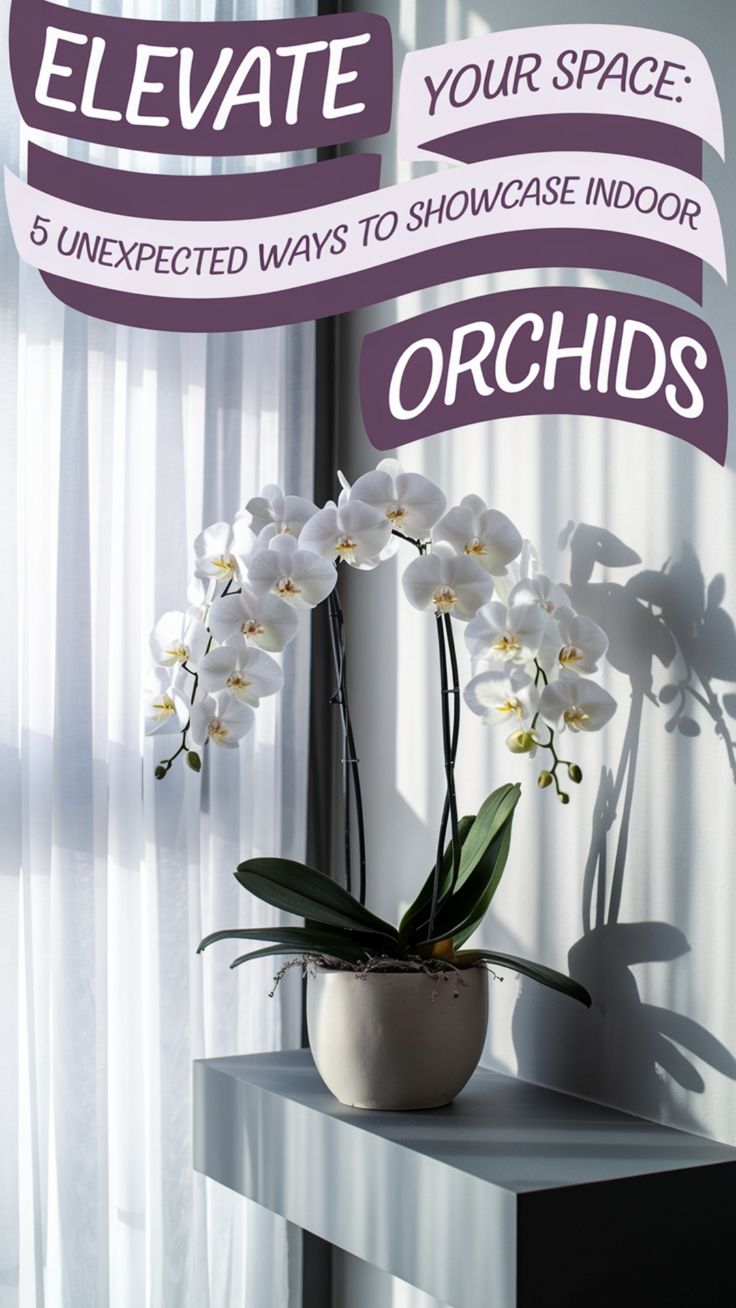 Hanging Orchids Indoors: Innovative Ways to Display These Delicate ...