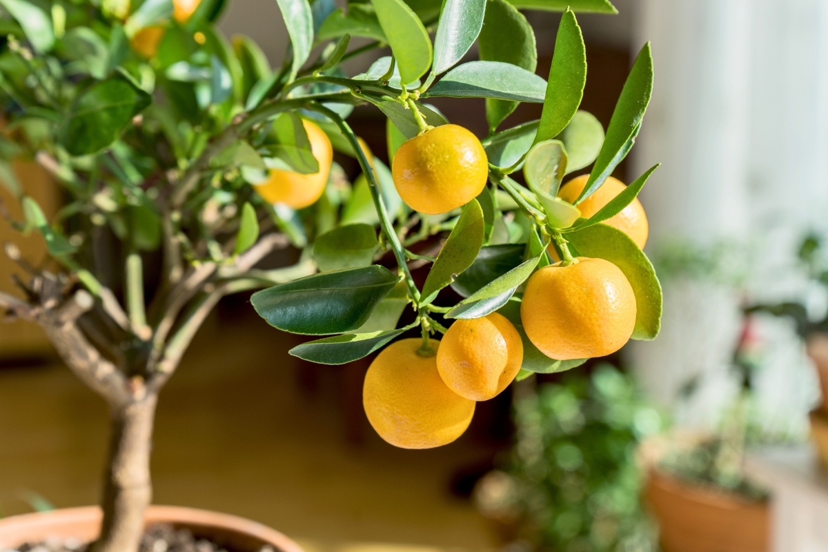 15 Fruit Trees You Can Grow Inside Your Home | Houseplant Alley