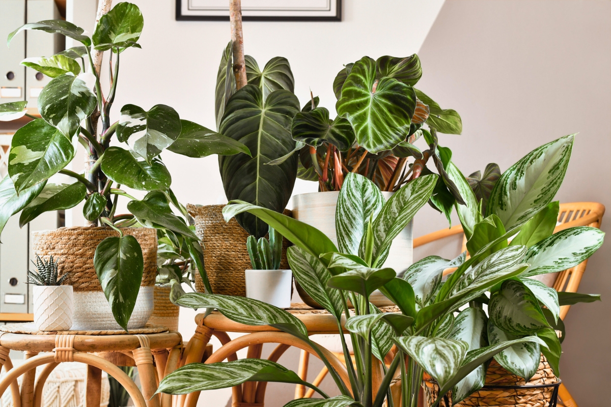 20 Indoor Plants That Can Survive Air Conditioning | Houseplant Alley