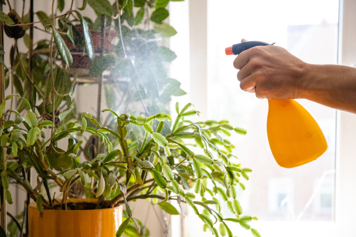 15 Best Plants for High Humidity Homes | Houseplant Alley