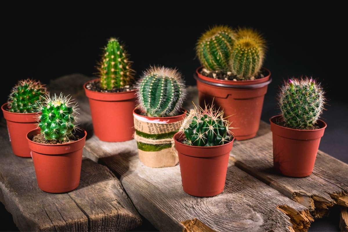 15 Best Cacti for Low-Light Homes | Houseplant Alley