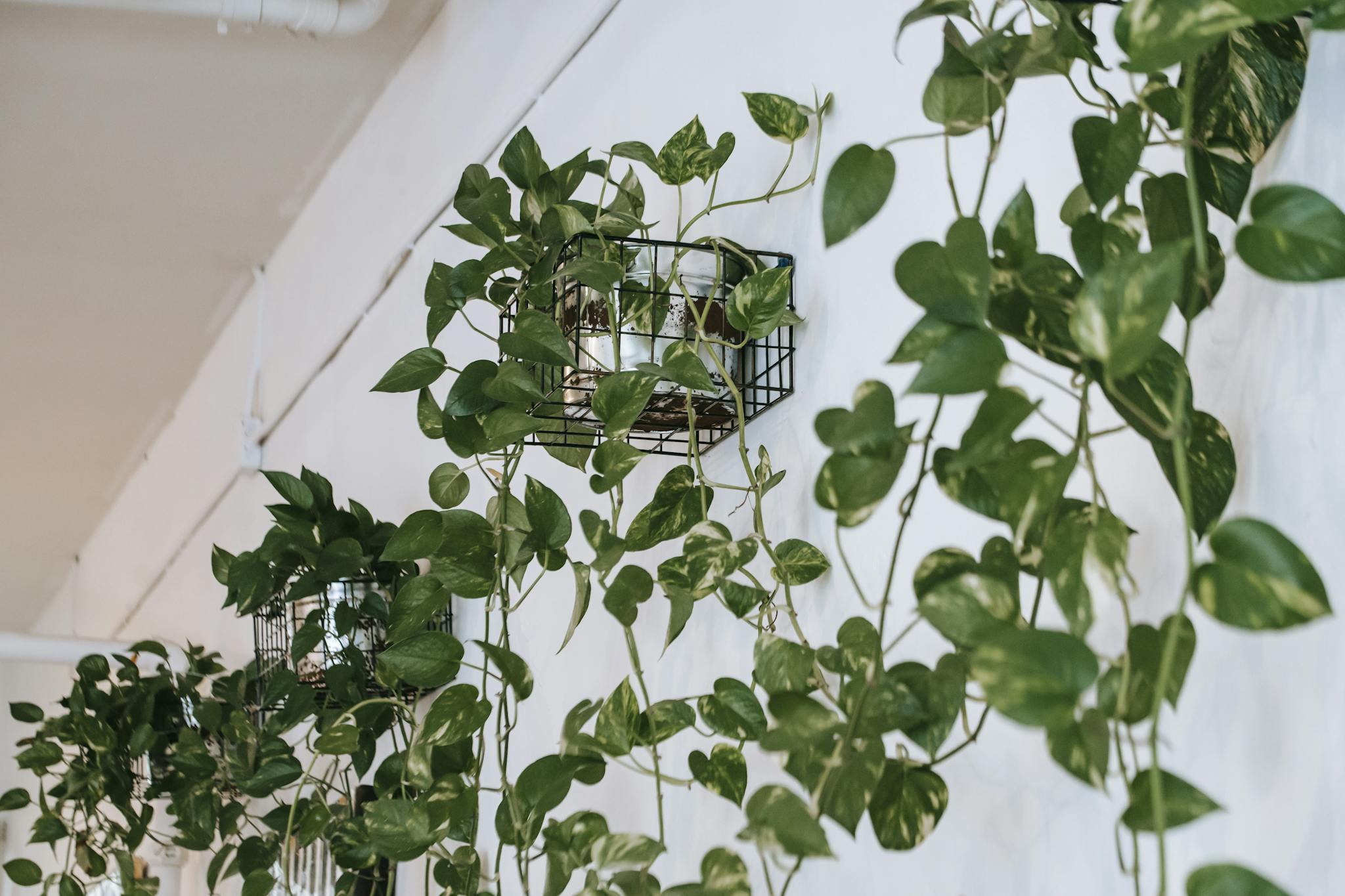10 Low Maintenance Vines to Enhance Your Bedroom Ambiance | Houseplant ...