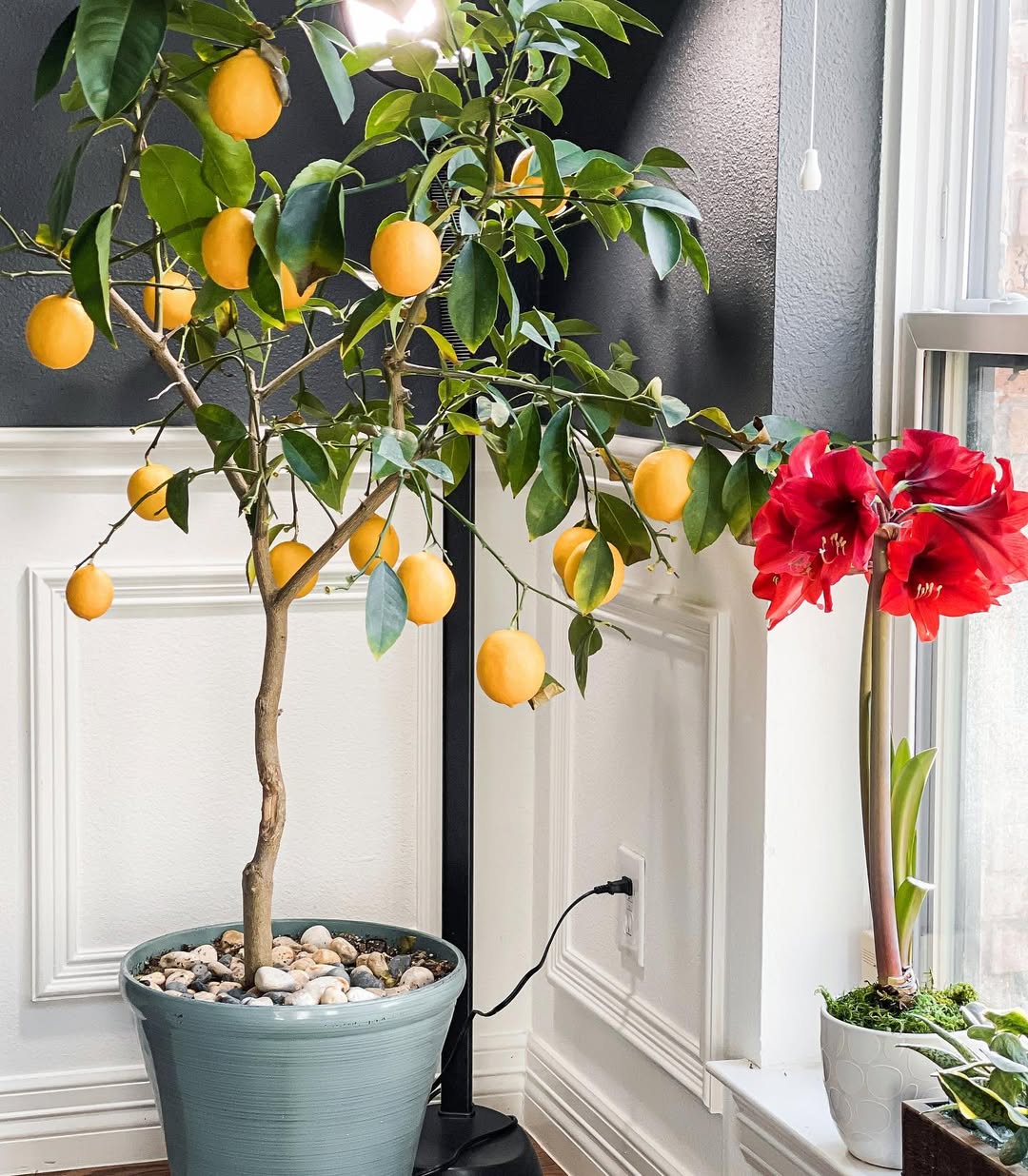 15 Fruit Trees You Can Grow Inside Your Home | Houseplant Alley