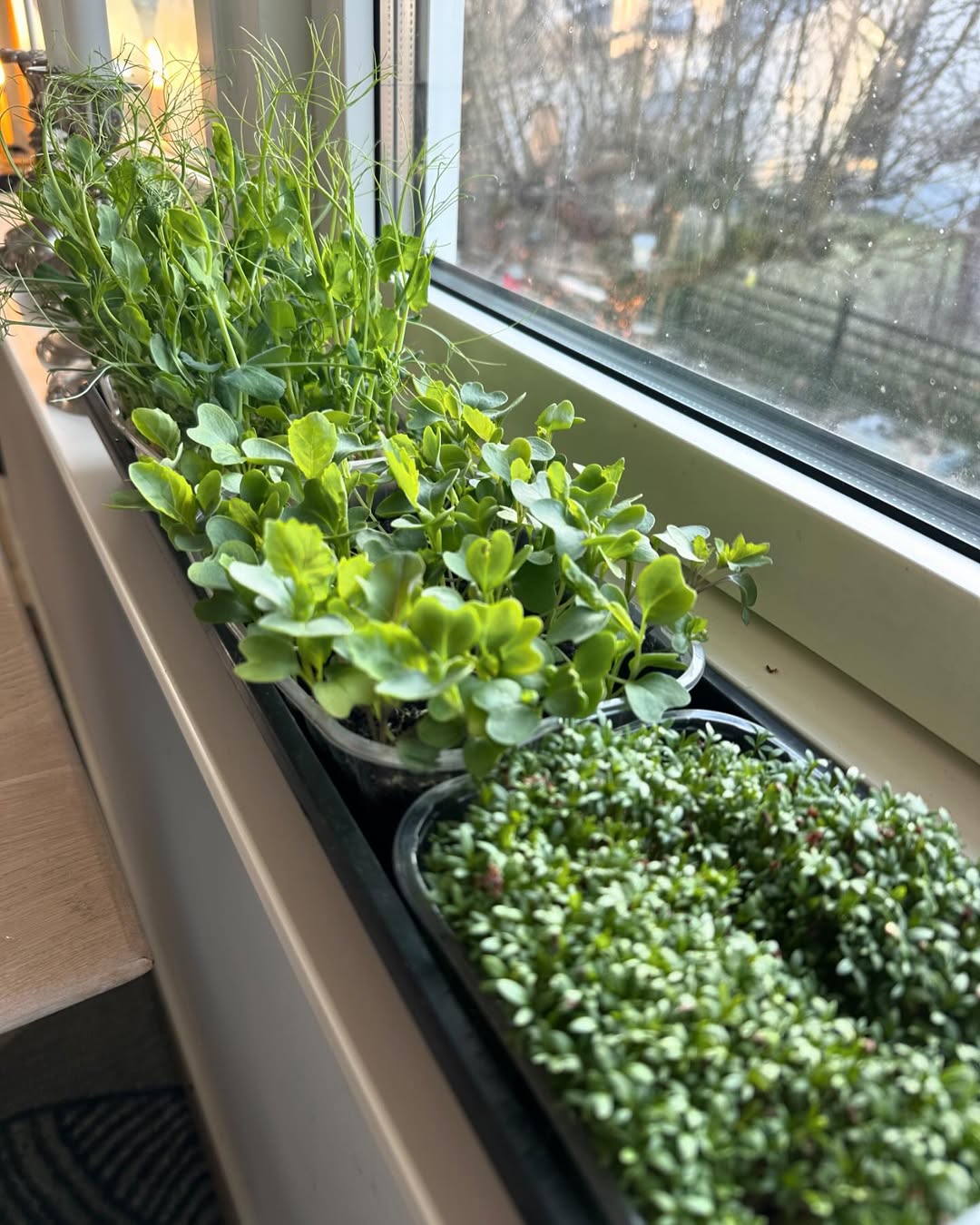 13 Surprising Edible Plants You Can Grow Indoors | Houseplant Alley