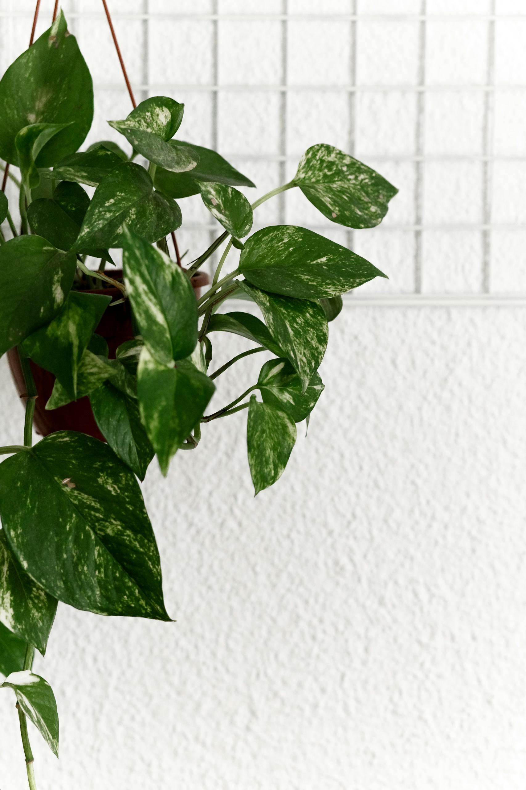 10 Beginner-Friendly Trailing Plants That Thrive Indoors | Houseplant Alley