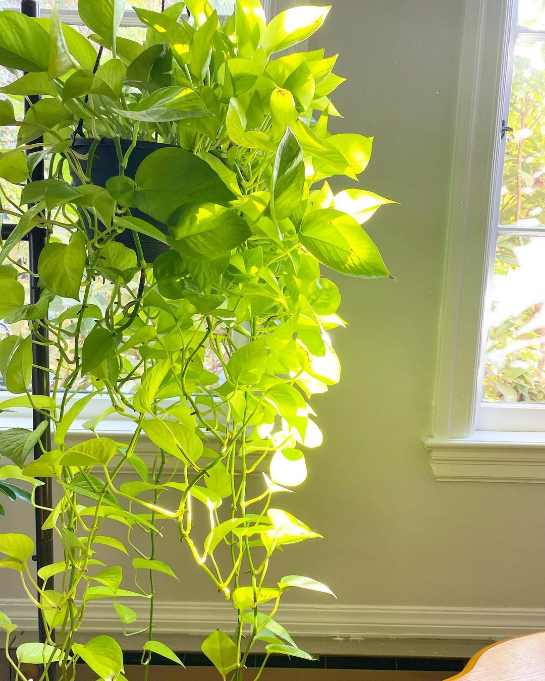 15 Best Types of Pothos to Grow Indoors | Houseplant Alley