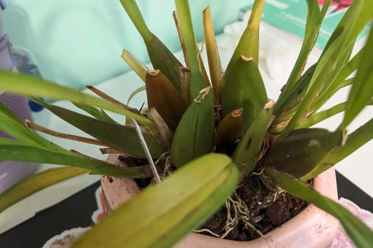 How To Identify Stress In Oncidium Orchids And Fix It Houseplant Alley