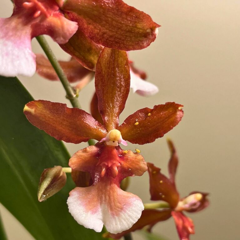 Common Orchid Pests: Identification and Prevention Tips | Houseplant Alley