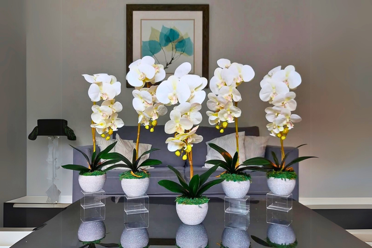 Orchid Display Ideas: Elevate Your Home Decor With These Elegant Plants ...