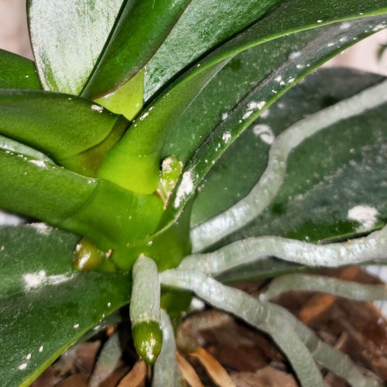 Common Orchid Pests: Identification and Prevention Tips | Houseplant Alley
