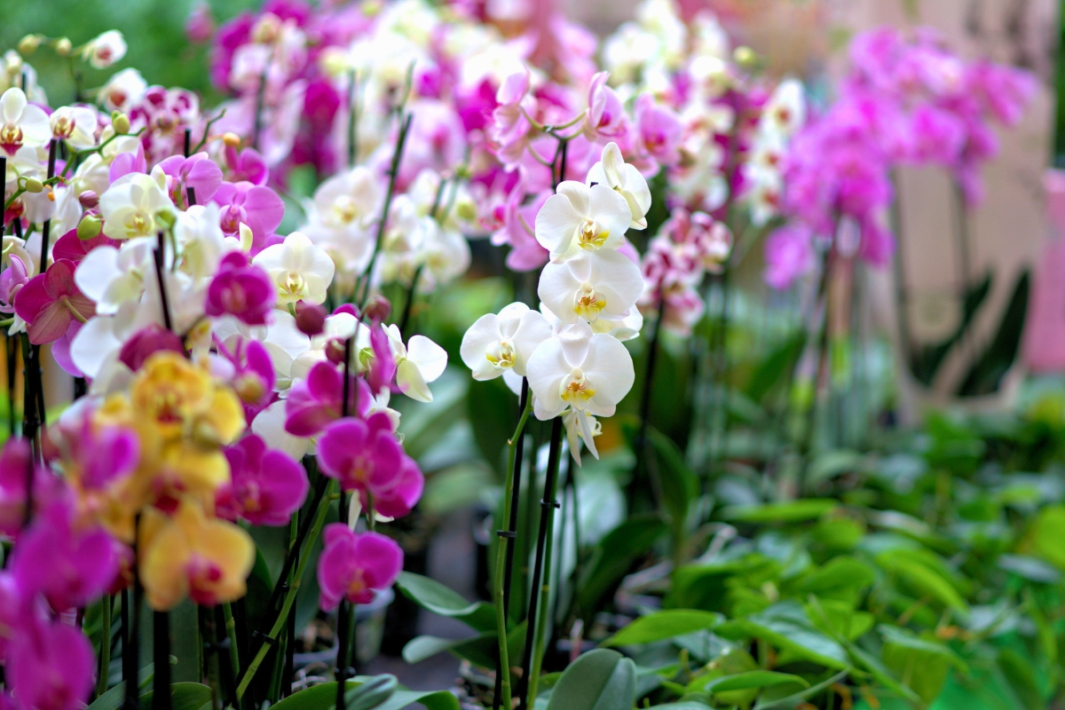 The Language of Orchids: Their Symbolism and Cultural Significance | Houseplant Alley
