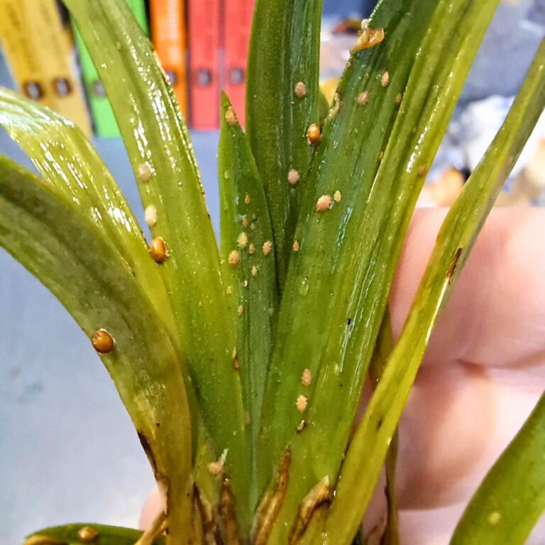 Common Orchid Pests: Identification and Prevention Tips | Houseplant Alley