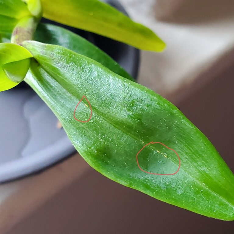 Common Orchid Pests: Identification and Prevention Tips | Houseplant Alley