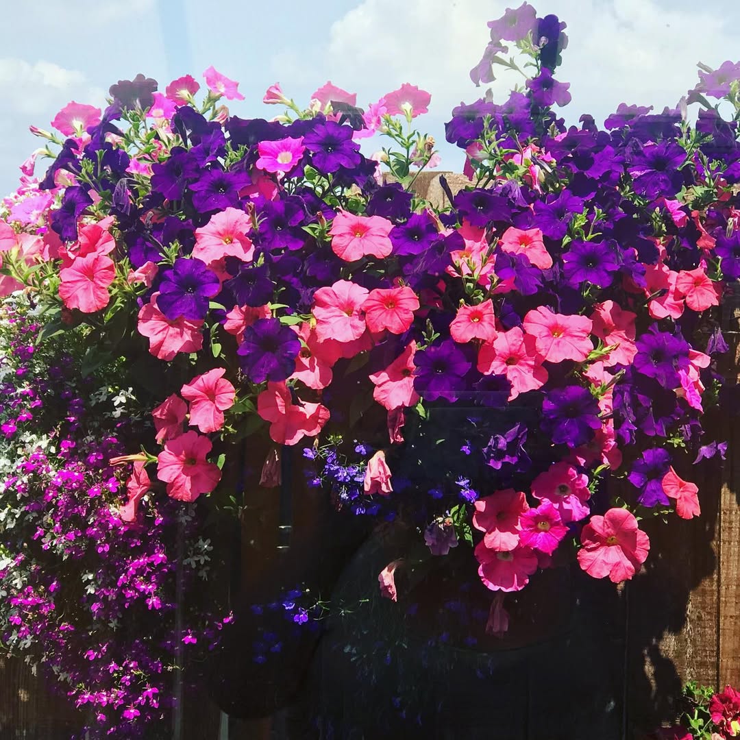 15 Easy Flowering Plants for Beginners | Houseplant Alley