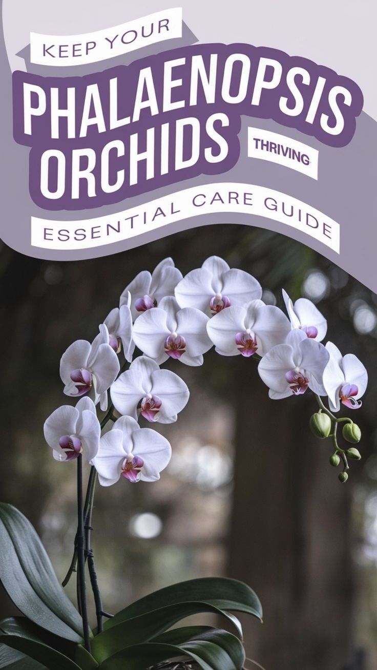 Seasonal Care Tips For Phalaenopsis Orchids Houseplant Alley